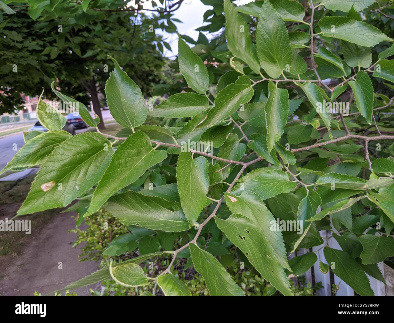 common hackberry (Celtis occidentalis) Plantae Stock Photo - Alamy
