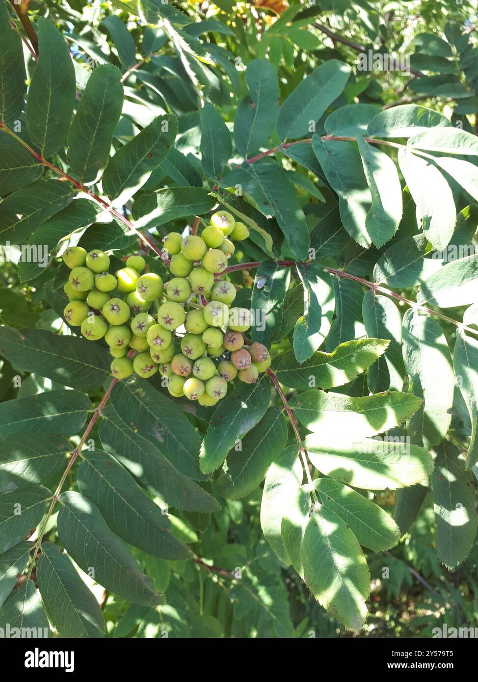 European mountain ash (Sorbus aucuparia) Plantae Stock Photo - Alamy