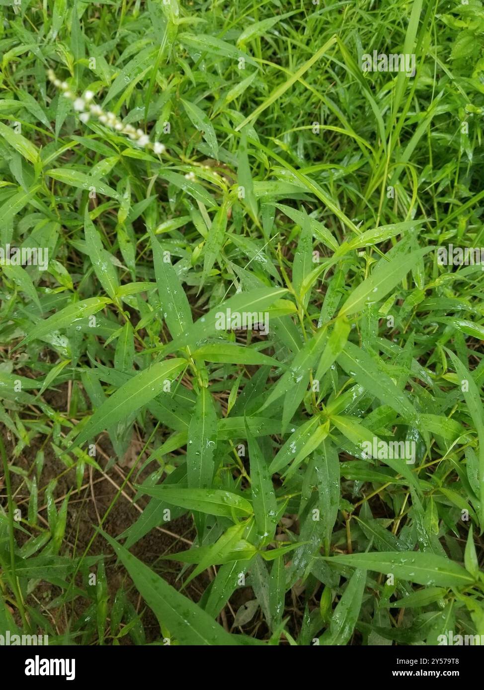 swamp smartweed (Persicaria hydropiperoides) Plantae Stock Photo - Alamy