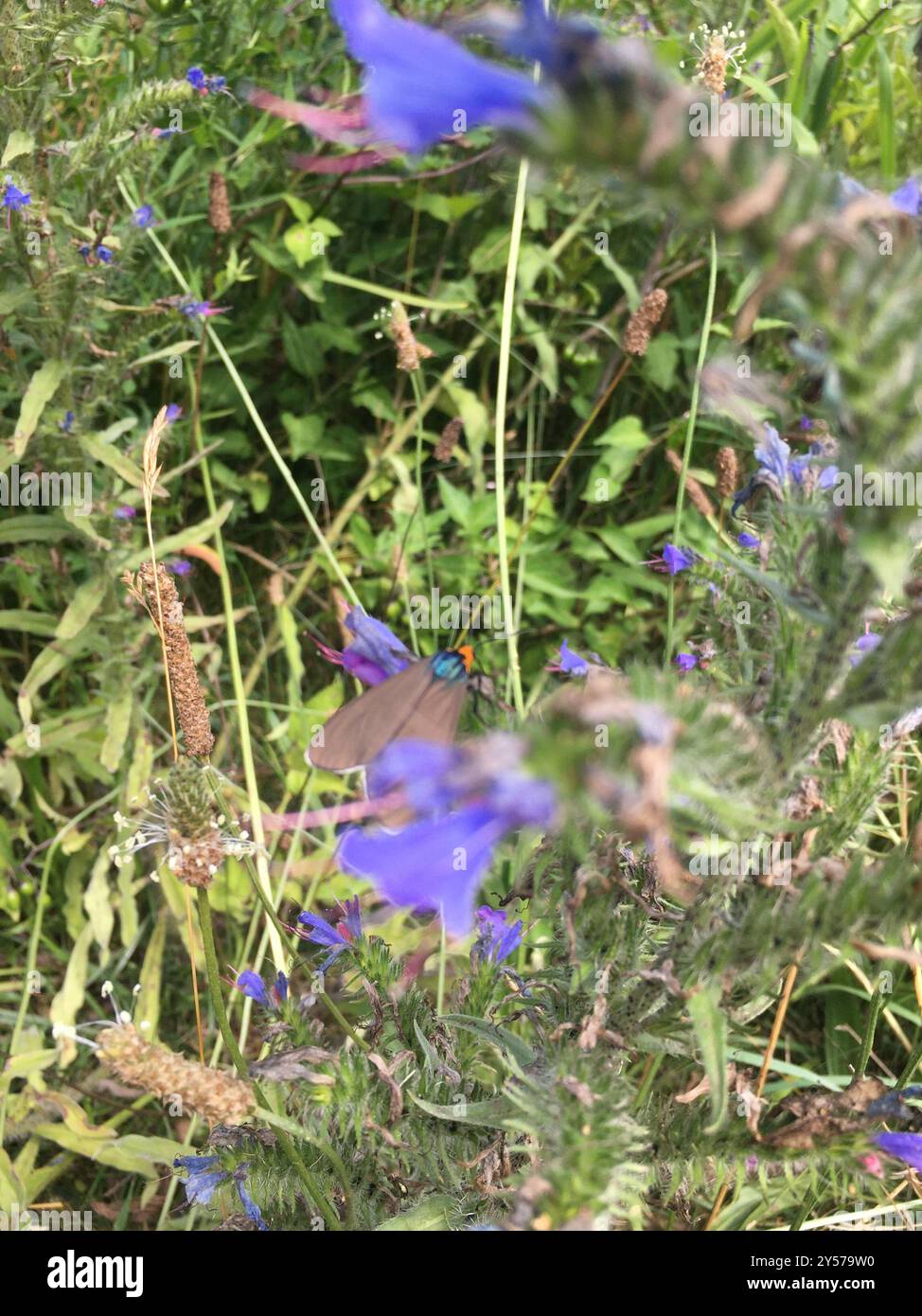 Virginia Ctenucha Moth (Ctenucha virginica) Insecta Stock Photo - Alamy