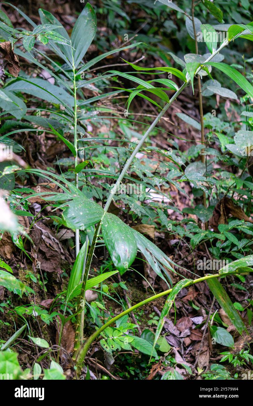Rattan tree in the jungle. Rattan were also historically known as ...