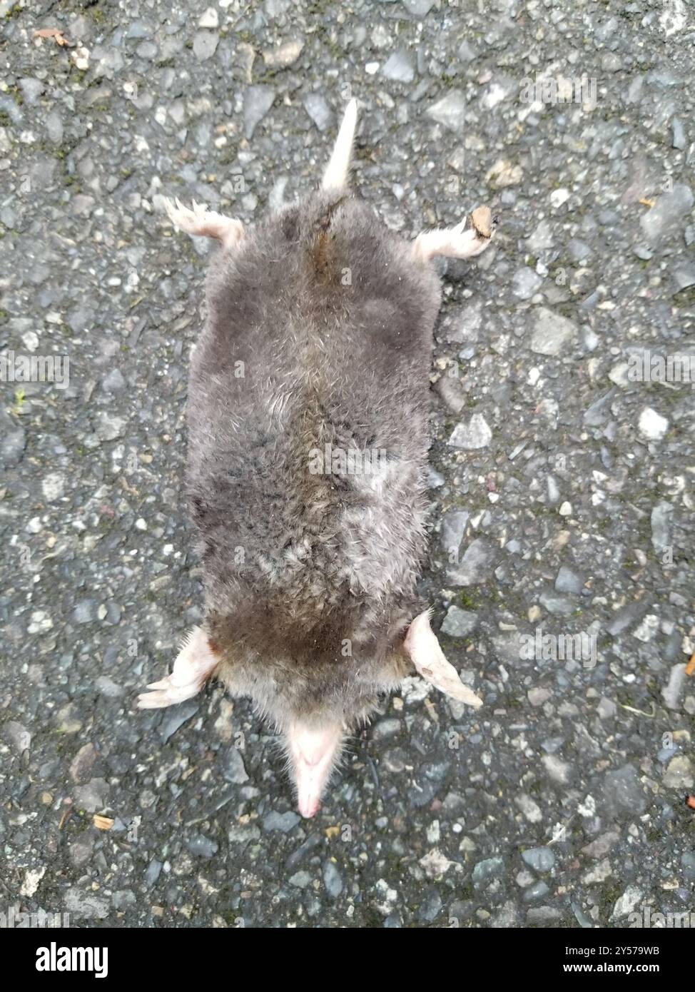 Townsend's Mole (Scapanus townsendii) Mammalia Stock Photo - Alamy