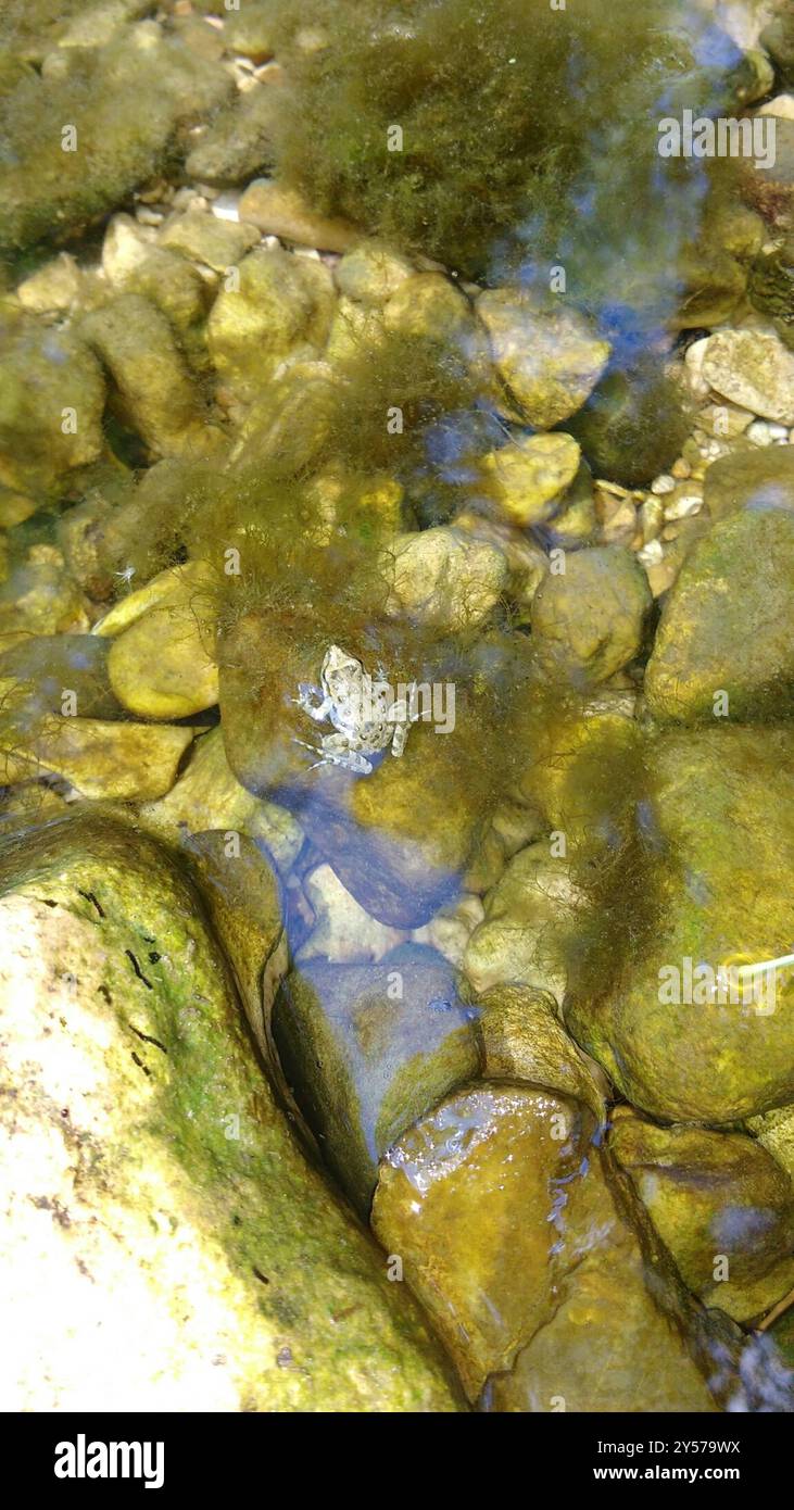 Mediterranean Painted Frog (Discoglossus pictus) Amphibia Stock Photo ...