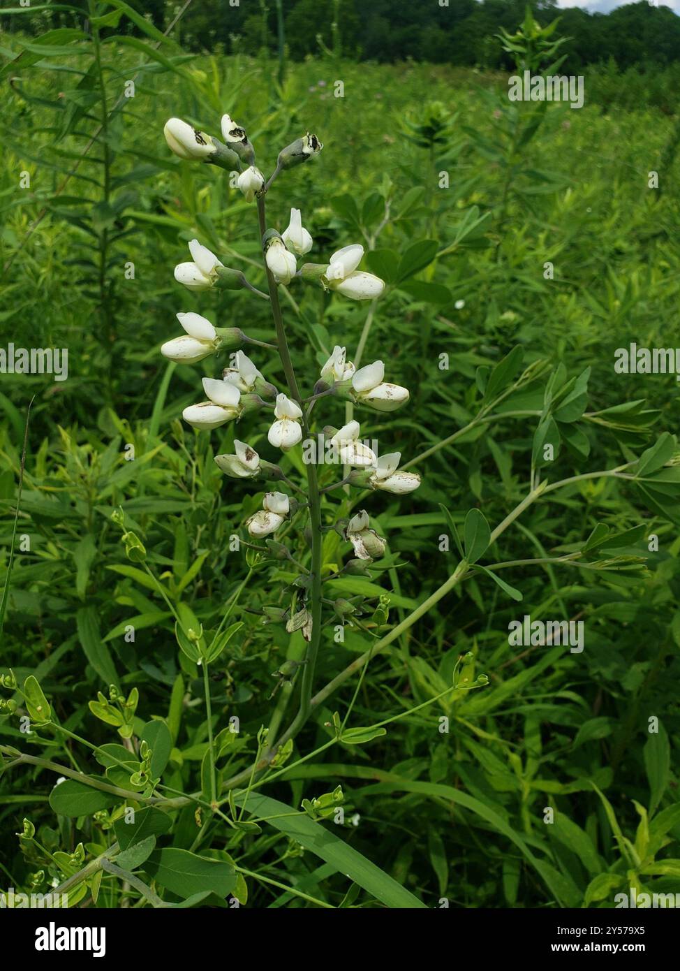 white wild indigo (Baptisia alba) Plantae Stock Photo - Alamy