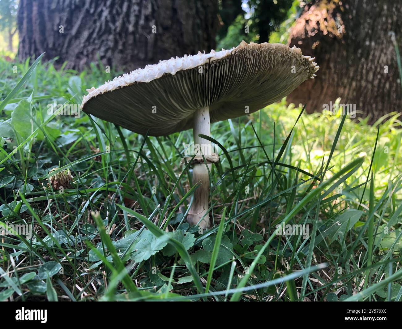 green-spored parasol (Chlorophyllum molybdites) Fungi Stock Photo - Alamy