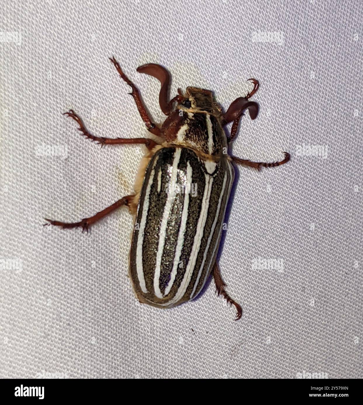 Long-haired June Beetle (Polyphylla crinita) Insecta Stock Photo - Alamy