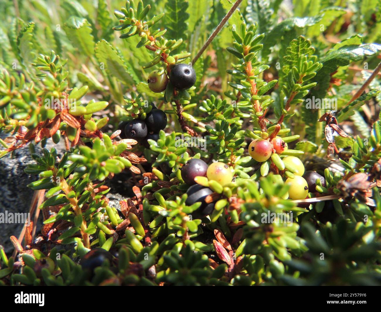 black crowberry (Empetrum nigrum) Plantae Stock Photo - Alamy