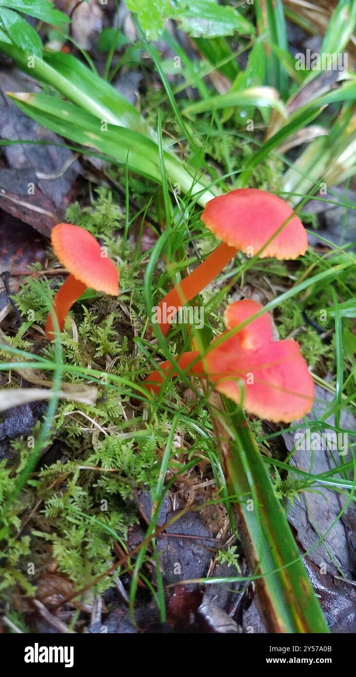 Scarlet Waxy Cap (Hygrocybe coccinea) Fungi Stock Photo - Alamy