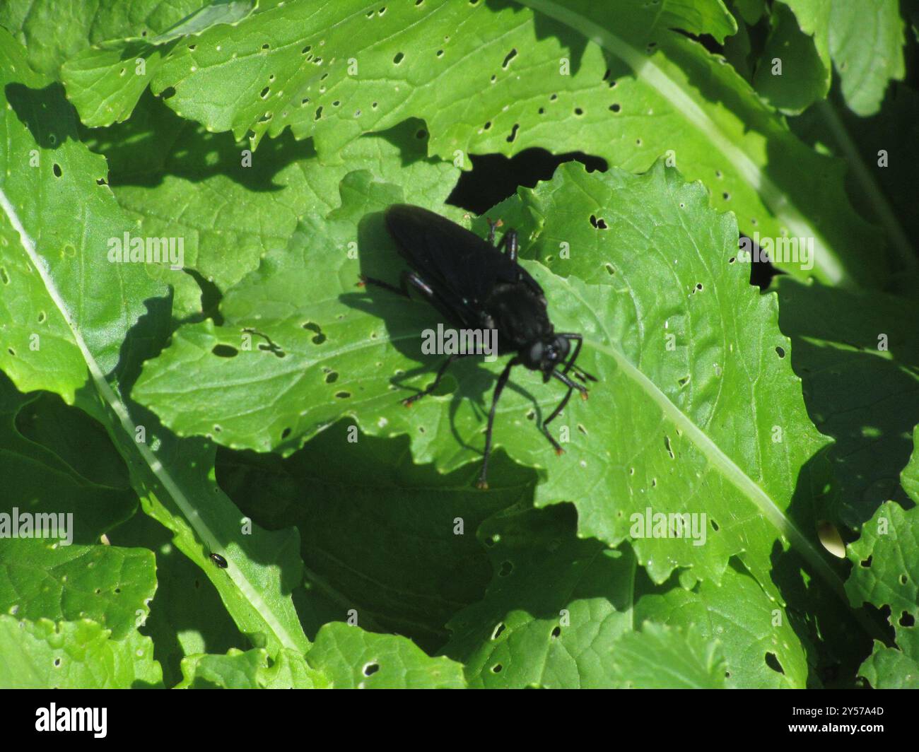 Clubbed mydas fly hi-res stock photography and images - Alamy