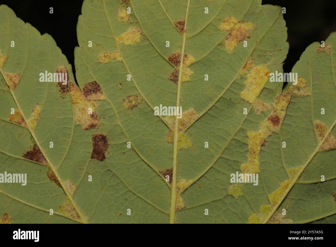 Sycamore Felt Gall Mite (Aceria pseudoplatani) Arachnida Stock Photo ...
