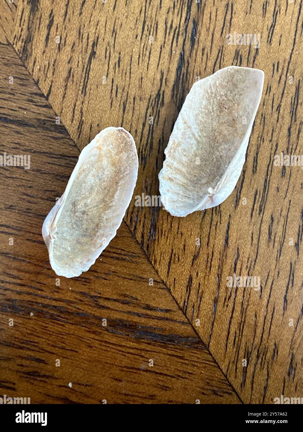 False Angelwing (Petricolaria pholadiformis) Mollusca Stock Photo - Alamy