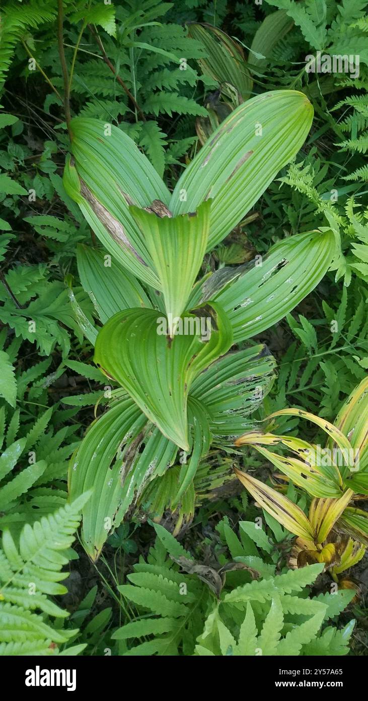 green false hellebore (Veratrum viride) Plantae Stock Photo - Alamy