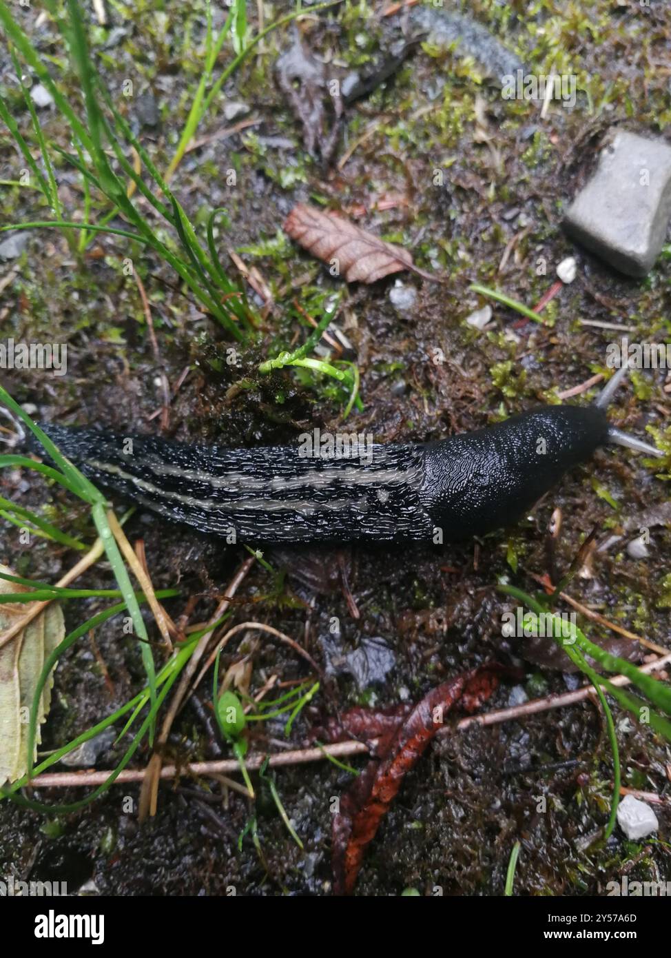 Ash-black Slug (Limax cinereoniger) Mollusca Stock Photo - Alamy
