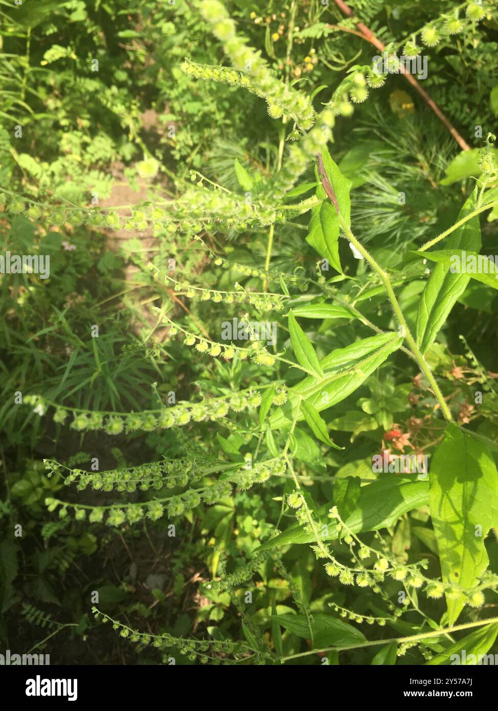 virginia stickseed (Hackelia virginiana) Plantae Stock Photo - Alamy