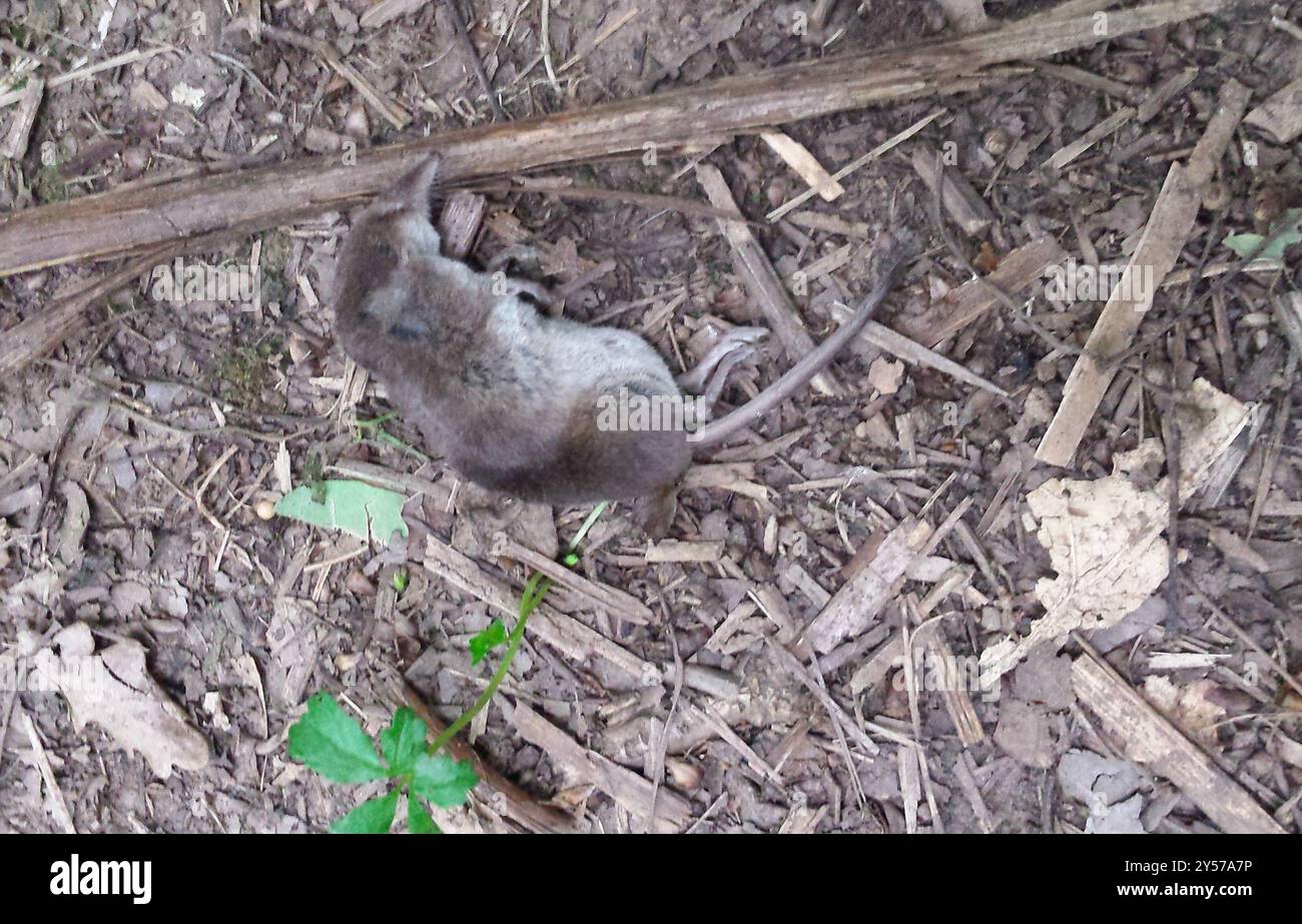 Common Shrew (Sorex araneus) Mammalia Stock Photo - Alamy