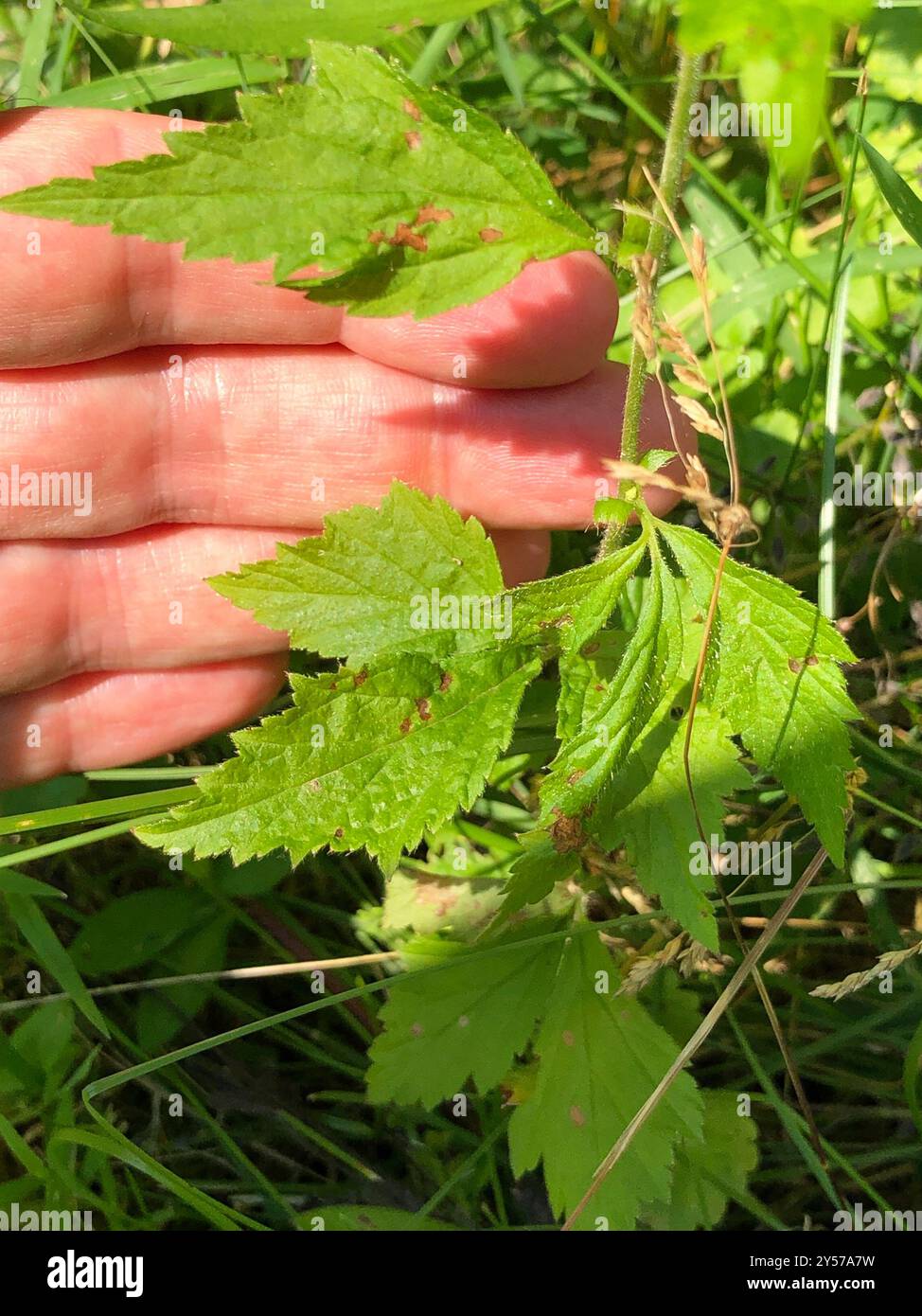 white avens (Geum canadense) Plantae Stock Photo - Alamy