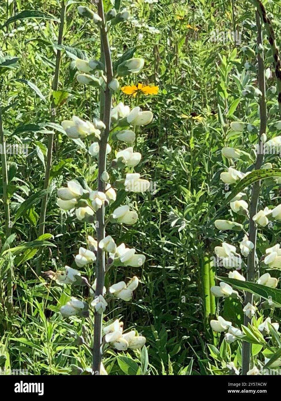 white wild indigo (Baptisia alba) Plantae Stock Photo - Alamy