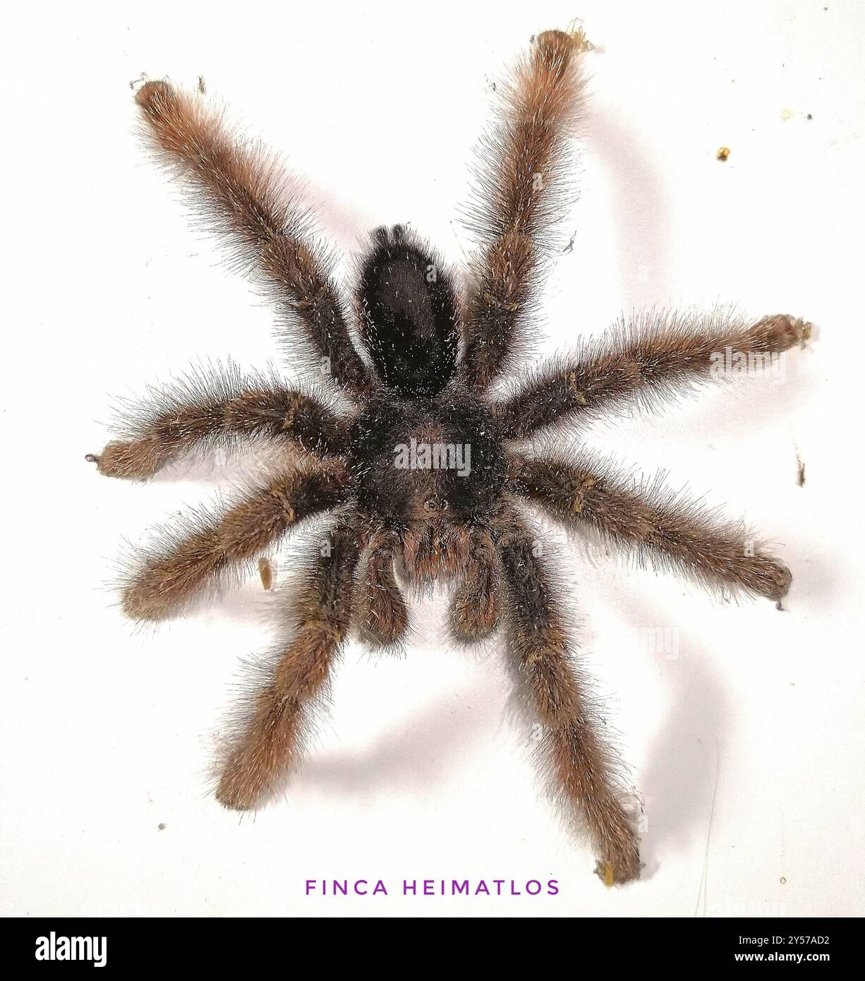 Yellow-banded Pinktoe Tarantula (Avicularia juruensis) Arachnida Stock ...