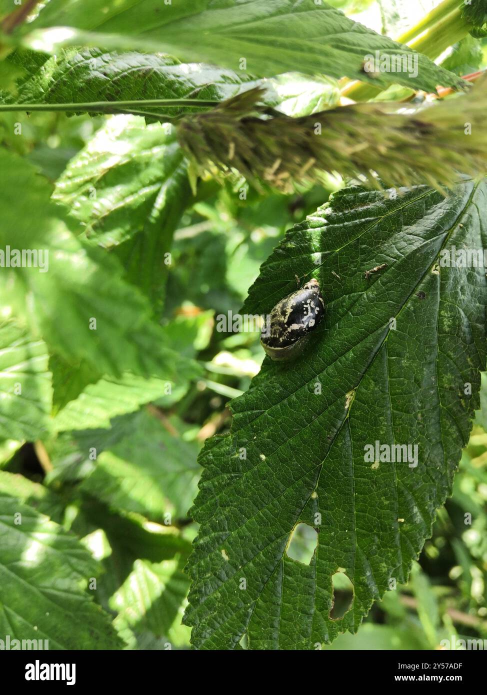 Amber Snails (Succineidae) Mollusca Stock Photo - Alamy