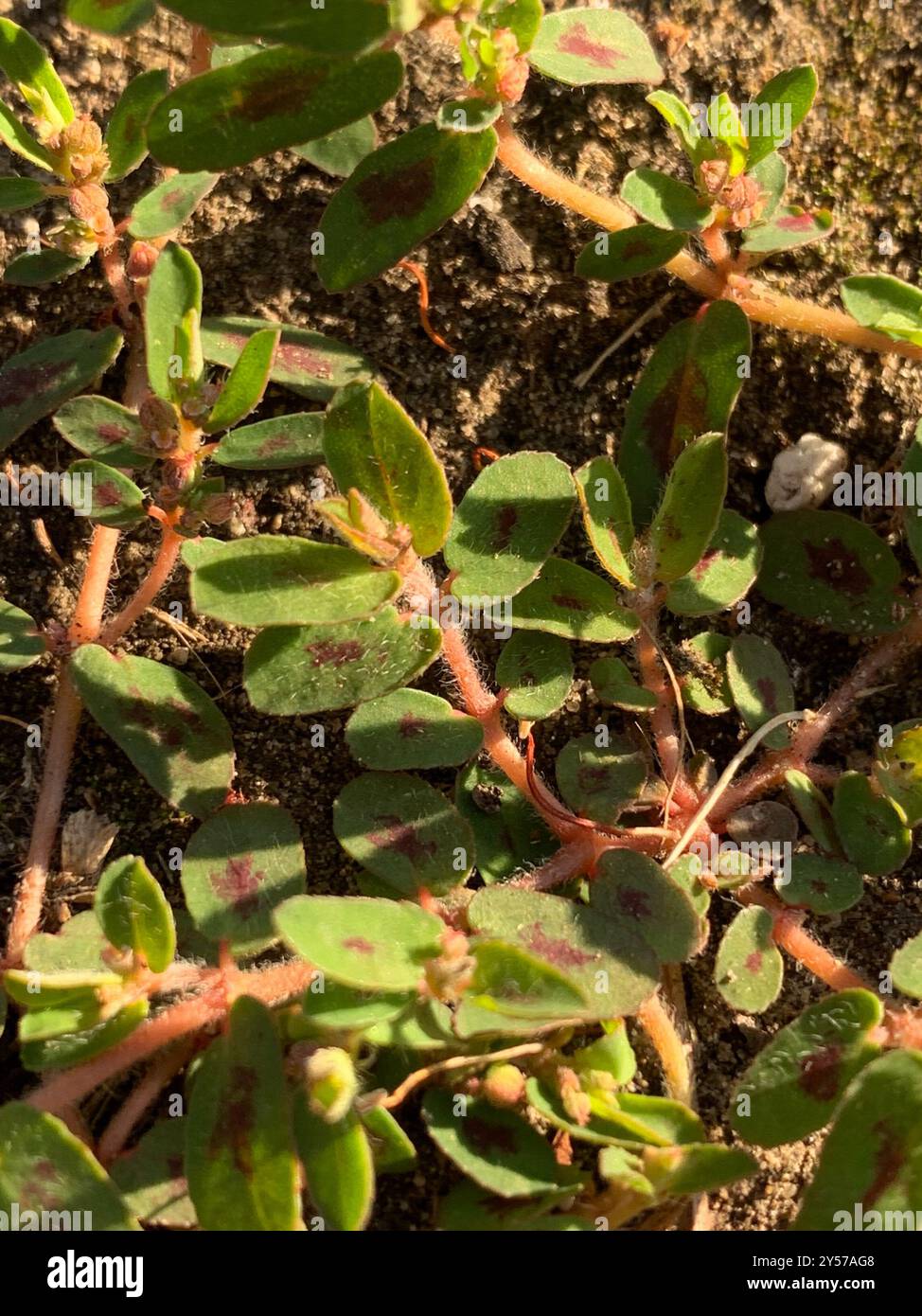 Spotted spurge (Euphorbia maculata) Plantae Stock Photo - Alamy