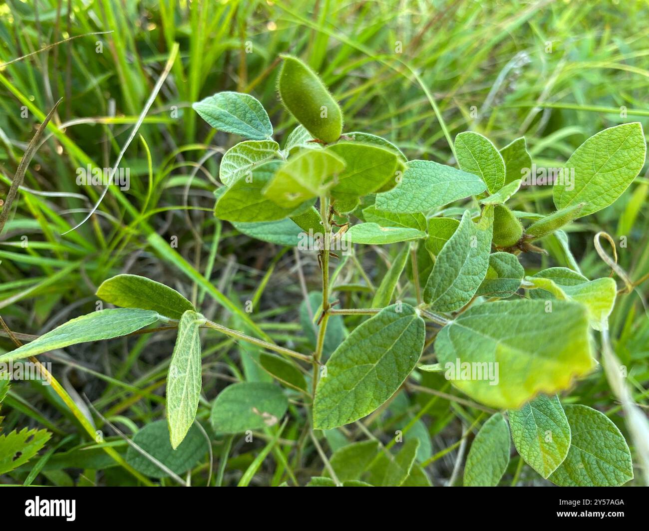 Twining Snoutbean (Rhynchosia tomentosa) Plantae Stock Photo - Alamy