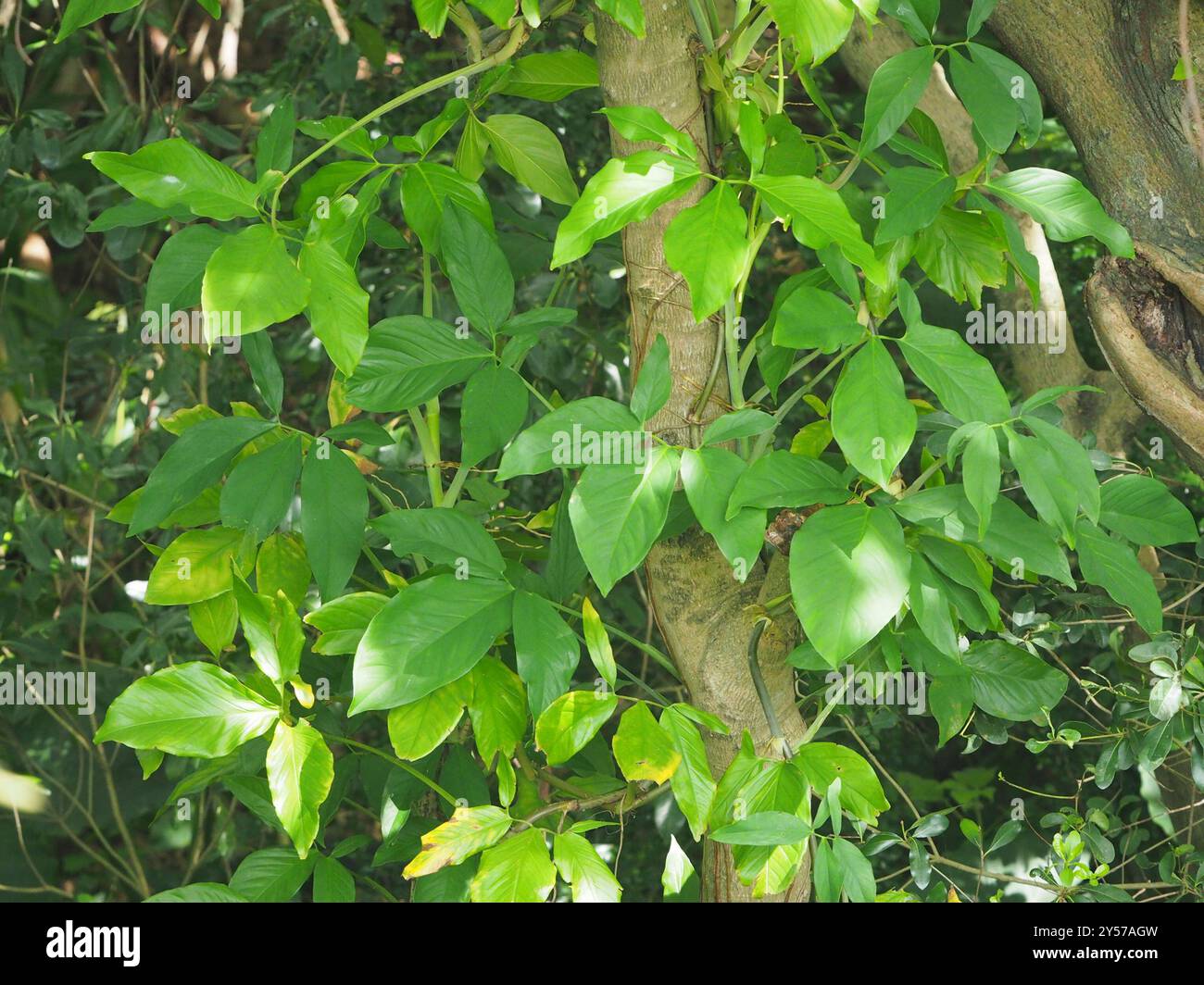 fivefingers (Syngonium angustatum) Plantae Stock Photo - Alamy