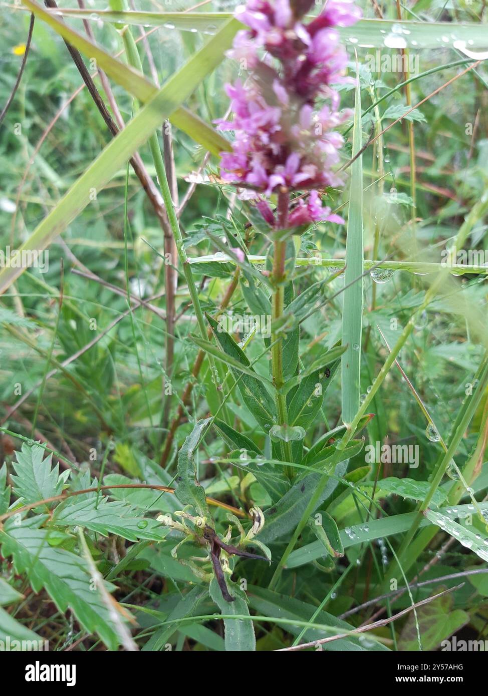 flowering plants (Angiospermae) Plantae Stock Photo - Alamy