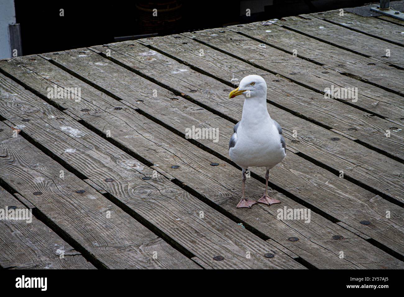 With its keen eyes and relentless pursuit, it reminds us that even in ...