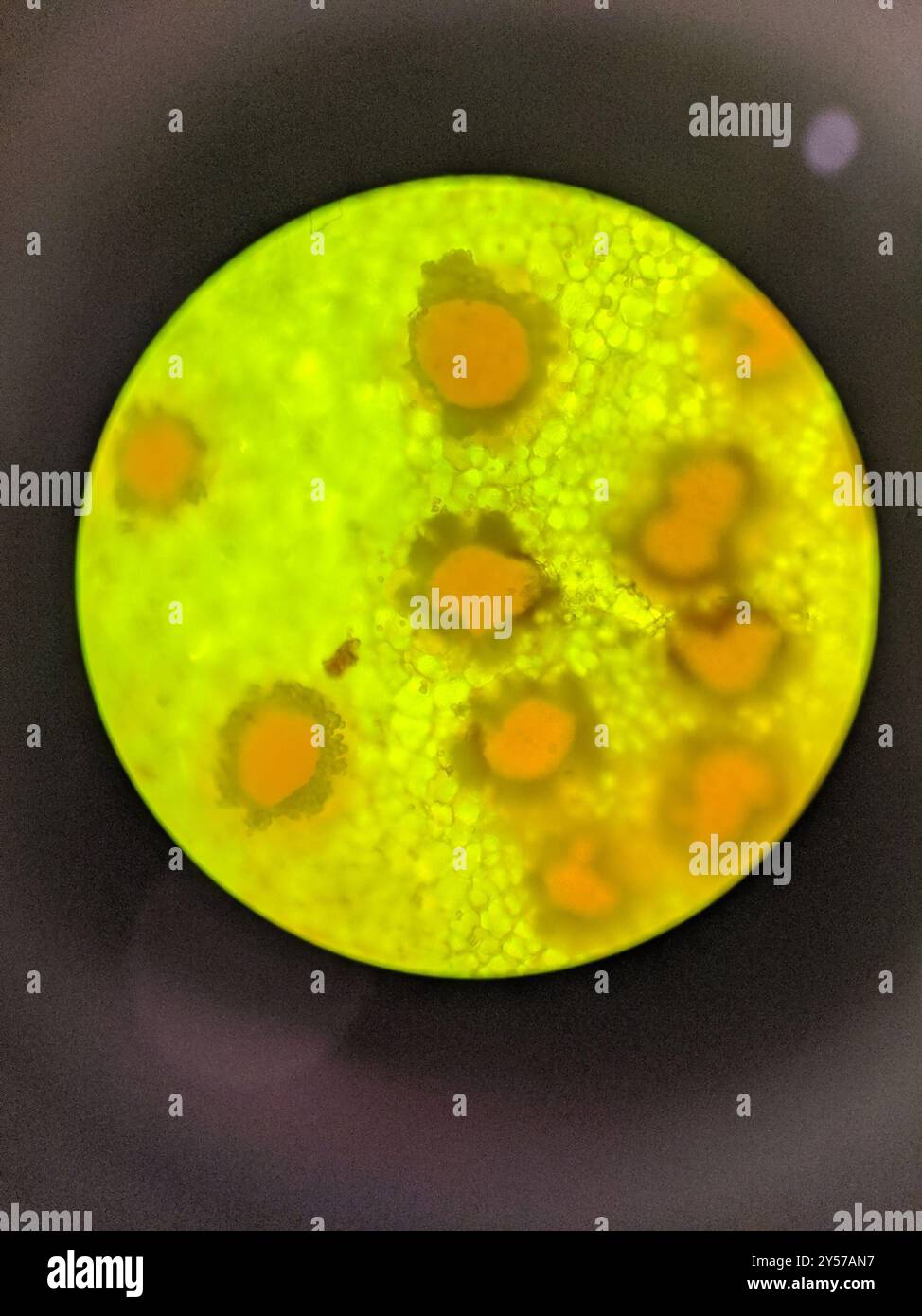 rust fungi (Pucciniales) Fungi Stock Photo - Alamy