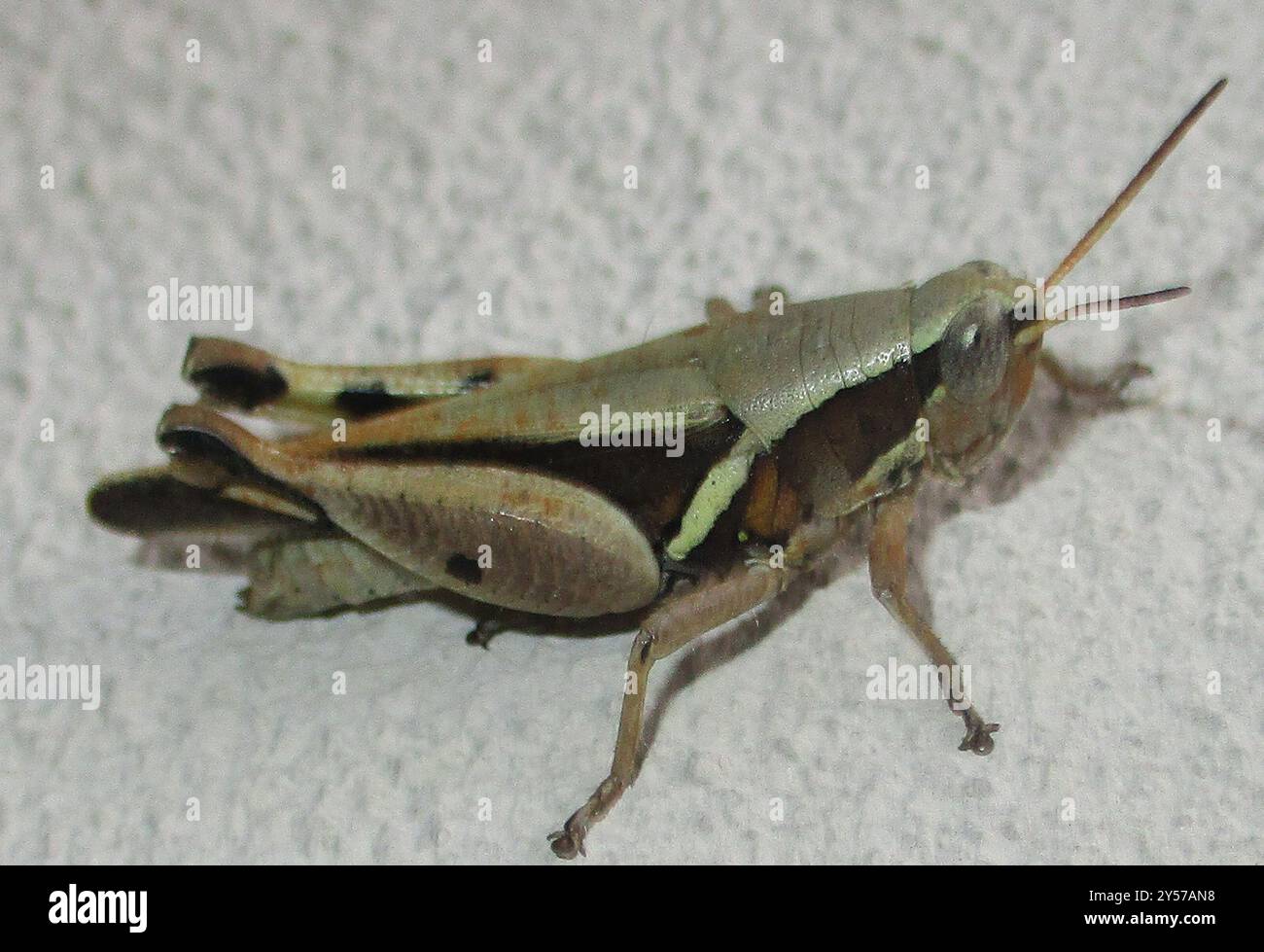 Spur-throated Grasshoppers (Catantops) Insecta Stock Photo - Alamy