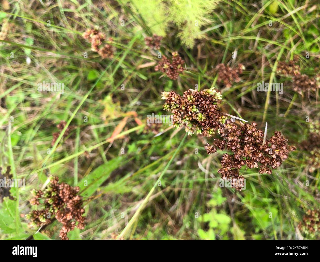 Large Grass-leaved Rush (Juncus biflorus) Plantae Stock Photo - Alamy