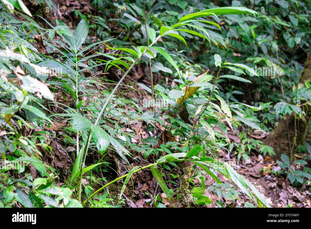 Rattan tree in the jungle. Rattan were also historically known as ...
