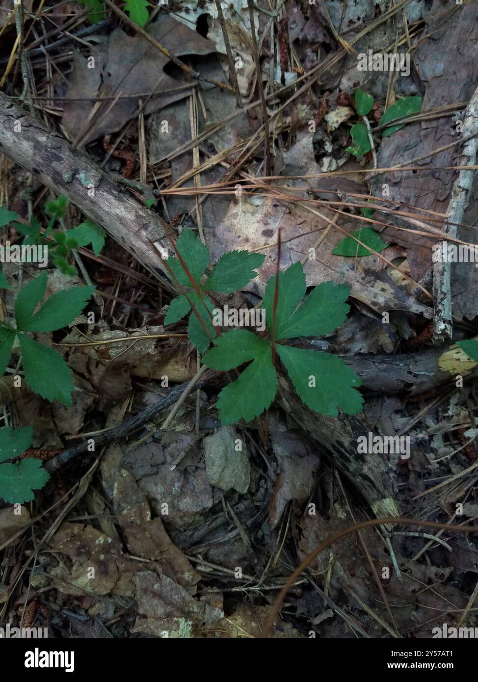 Black Snakeroot (Sanicula canadensis) Plantae Stock Photo - Alamy