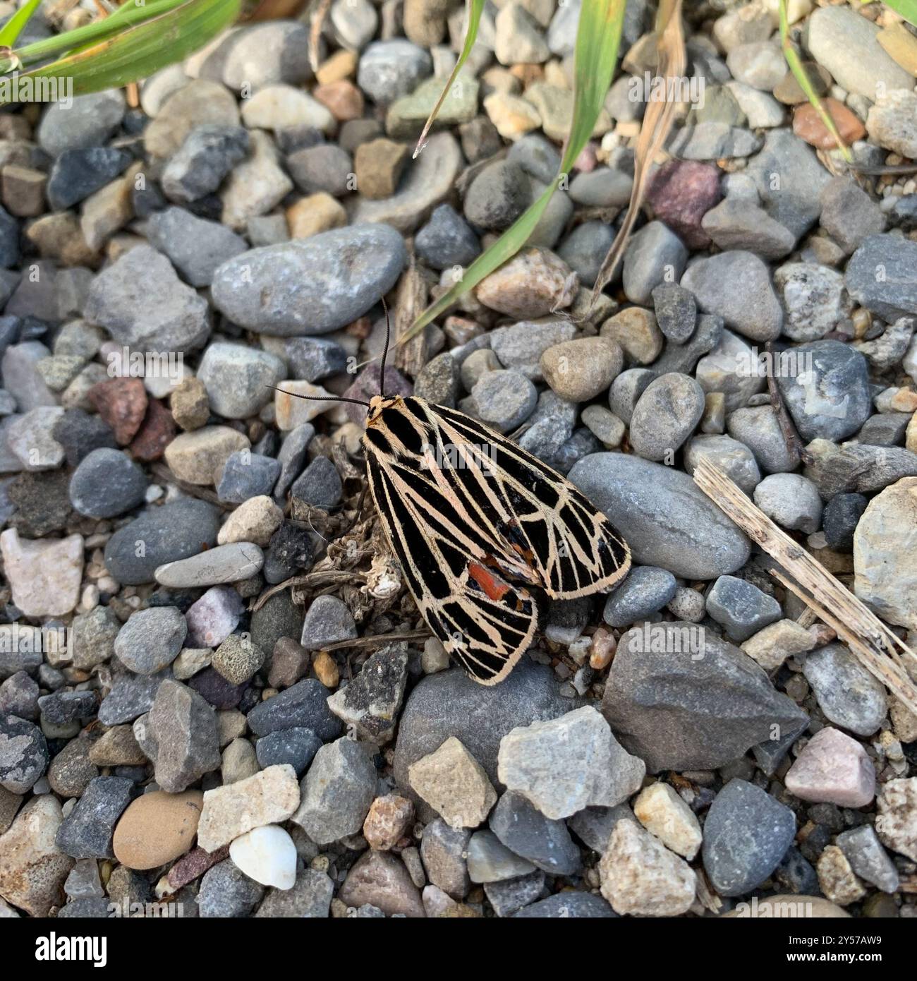 Virgin Tiger Moth (Apantesis virgo) Insecta Stock Photo - Alamy