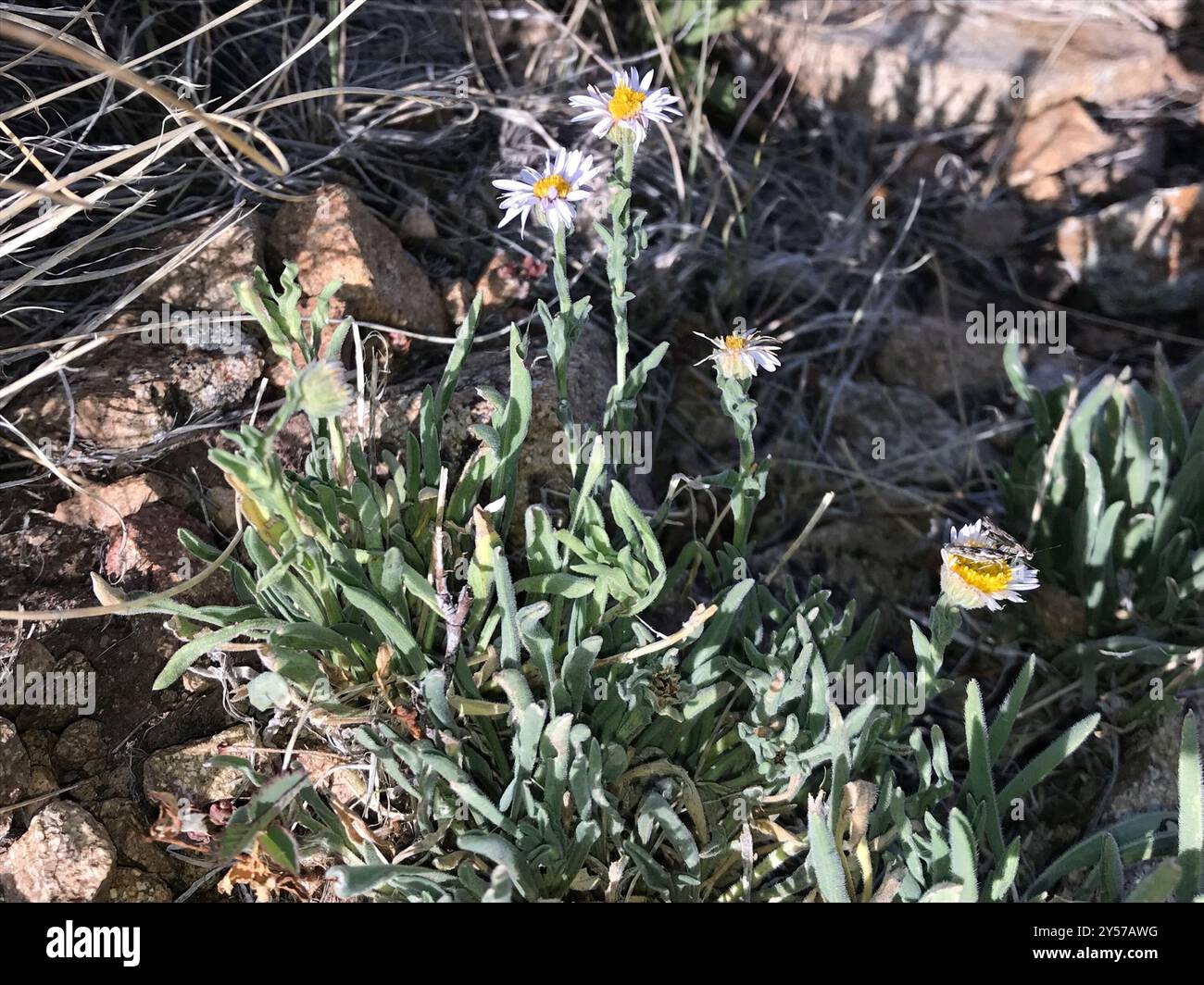 Subalpine Fleabane (Erigeron glacialis) Plantae Stock Photo - Alamy