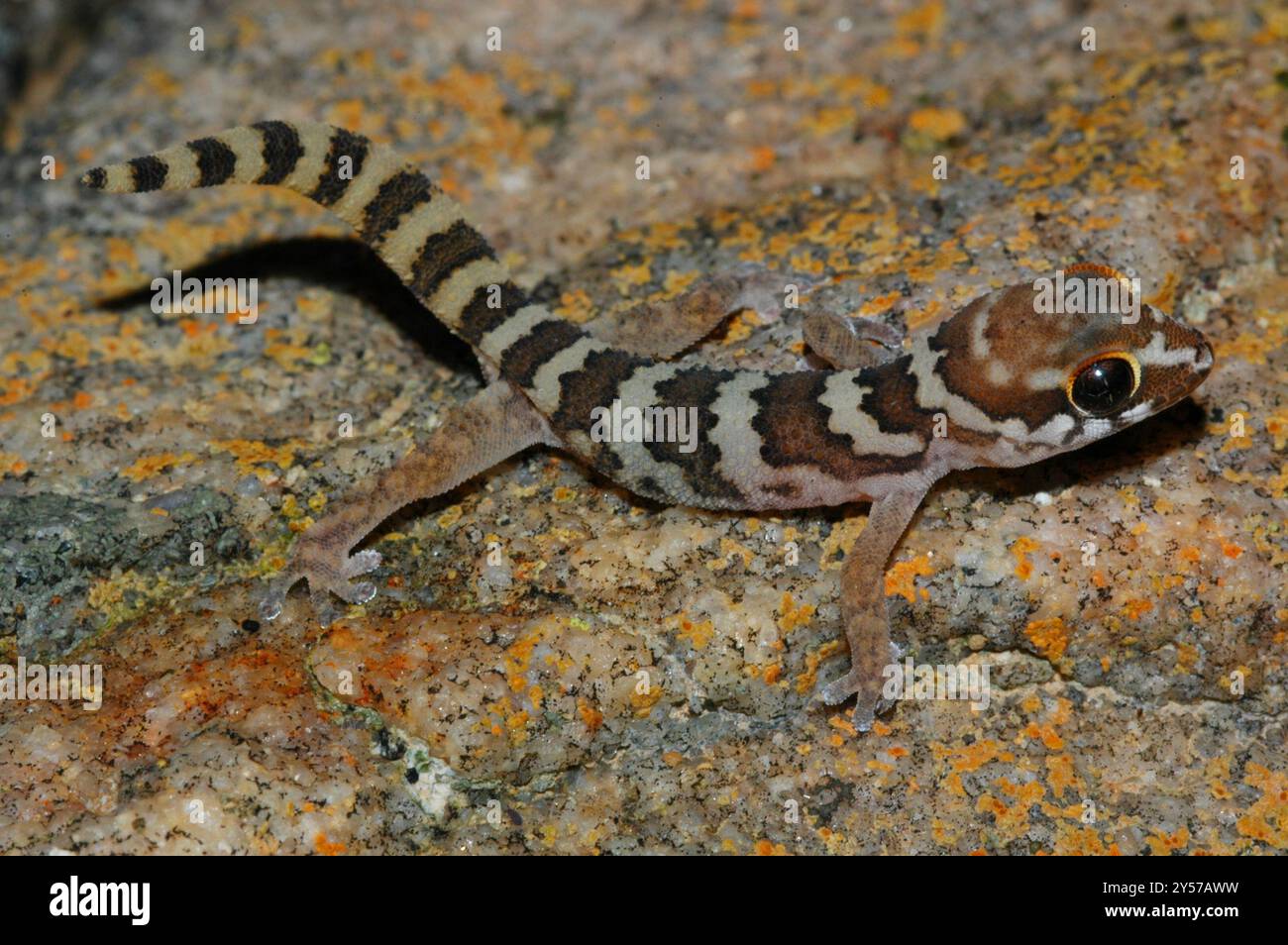 Smith's Thick-toed Gecko (Pachydactylus formosus) Reptilia Stock Photo ...