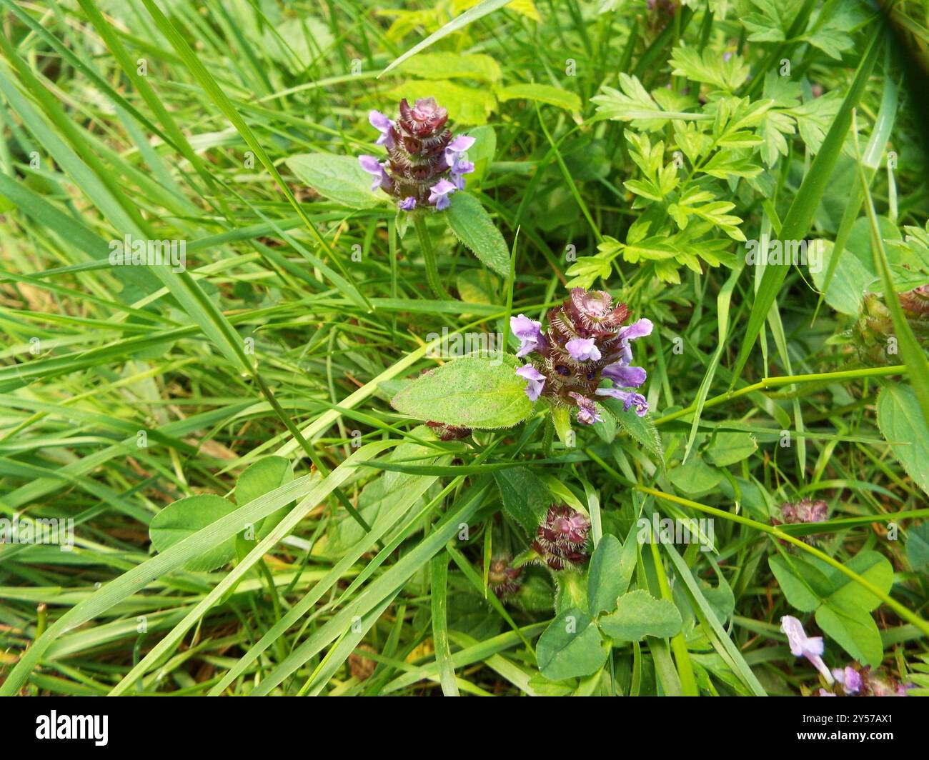 common selfheal (Prunella vulgaris) Plantae Stock Photo - Alamy