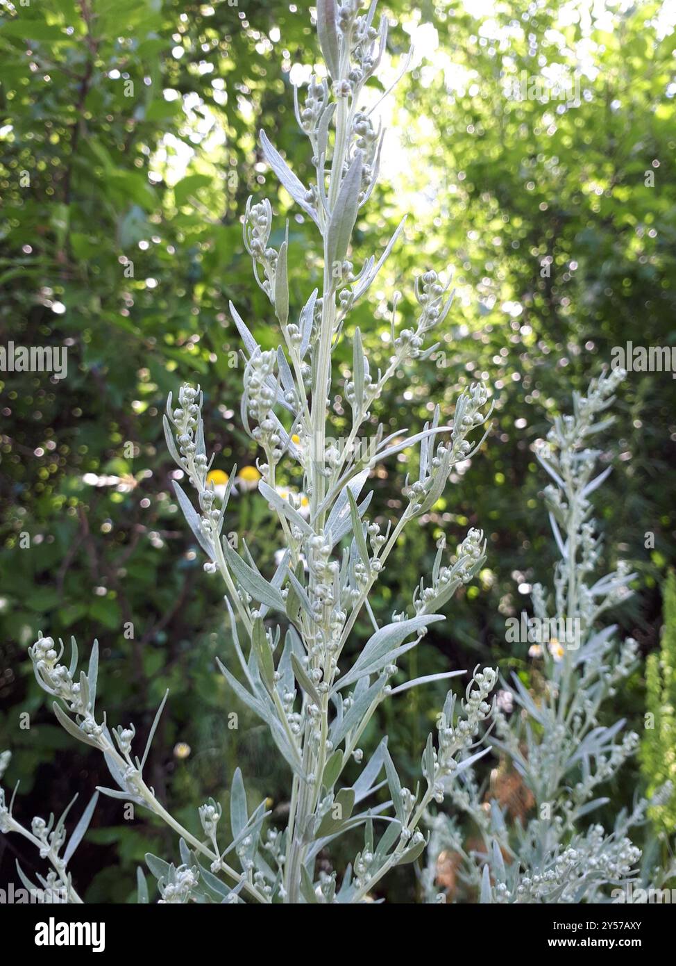 absinthe wormwood (Artemisia absinthium) Plantae Stock Photo - Alamy