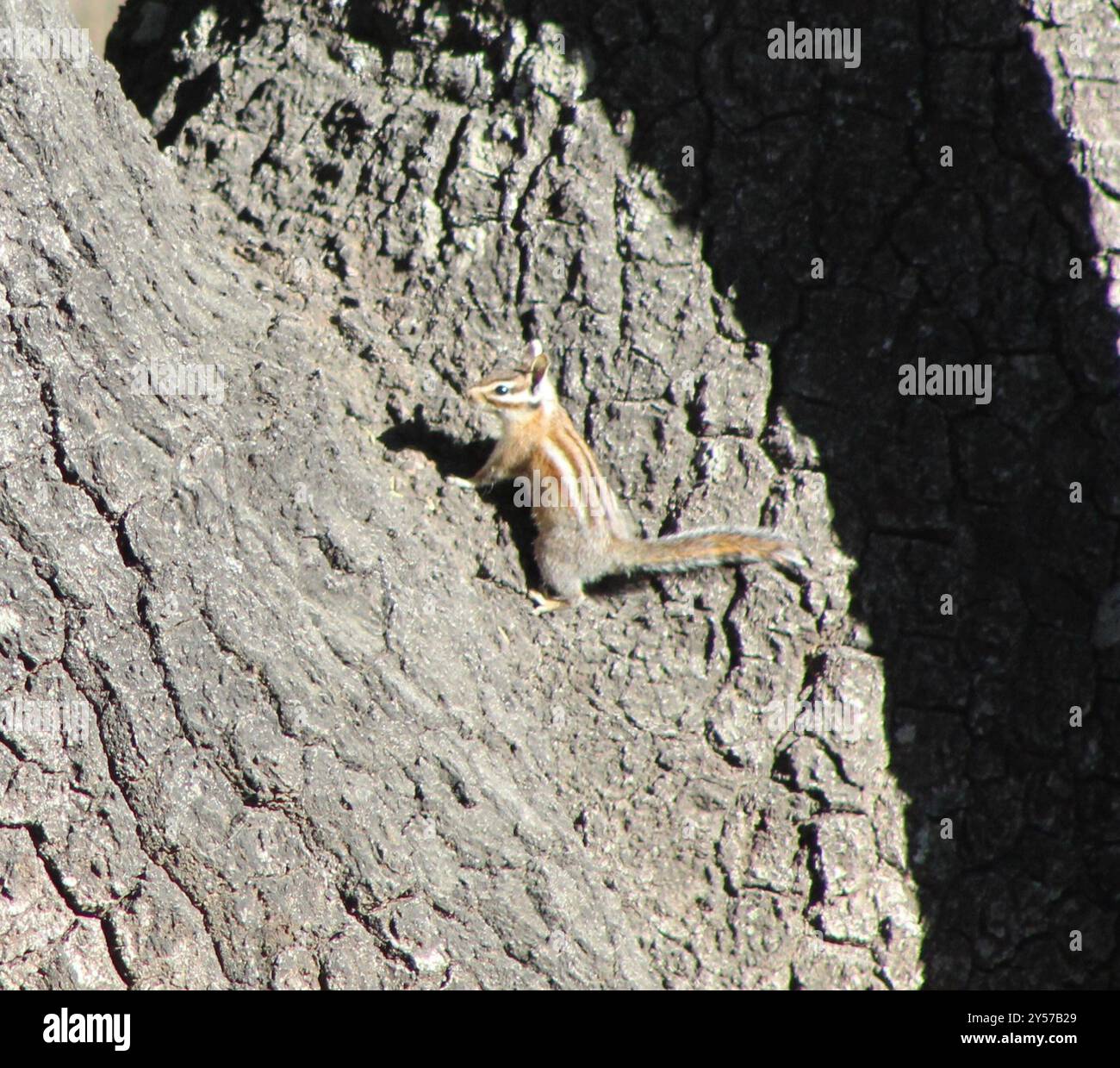 Western Chipmunks (Neotamias) Mammalia Stock Photo - Alamy