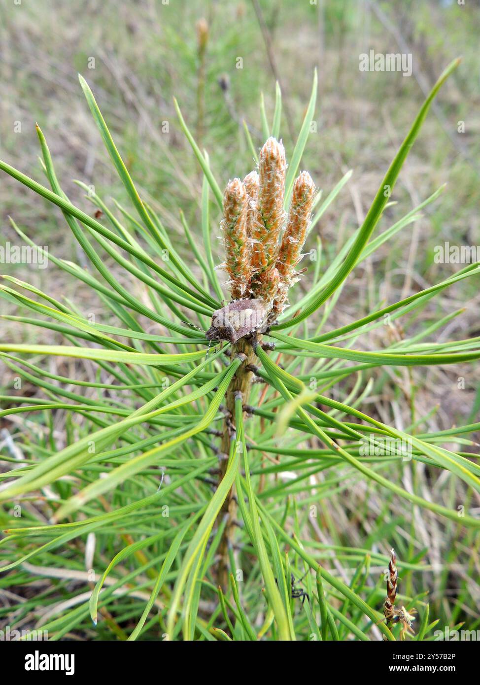 Black-shouldered Shieldbug (Carpocoris purpureipennis) Insecta Stock ...