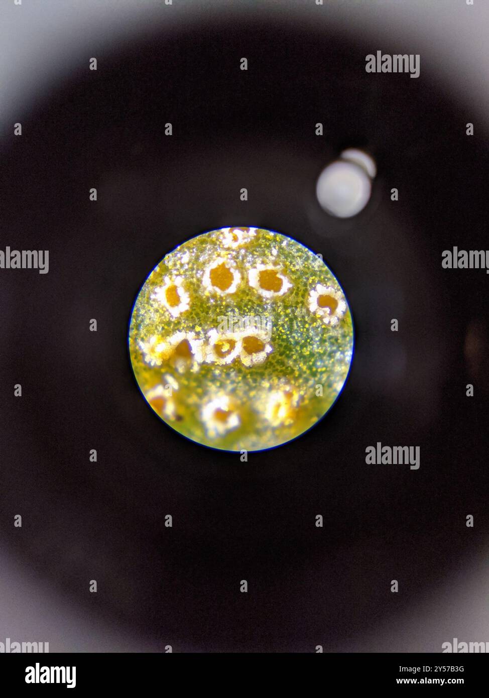 rust fungi (Pucciniales) Fungi Stock Photo - Alamy