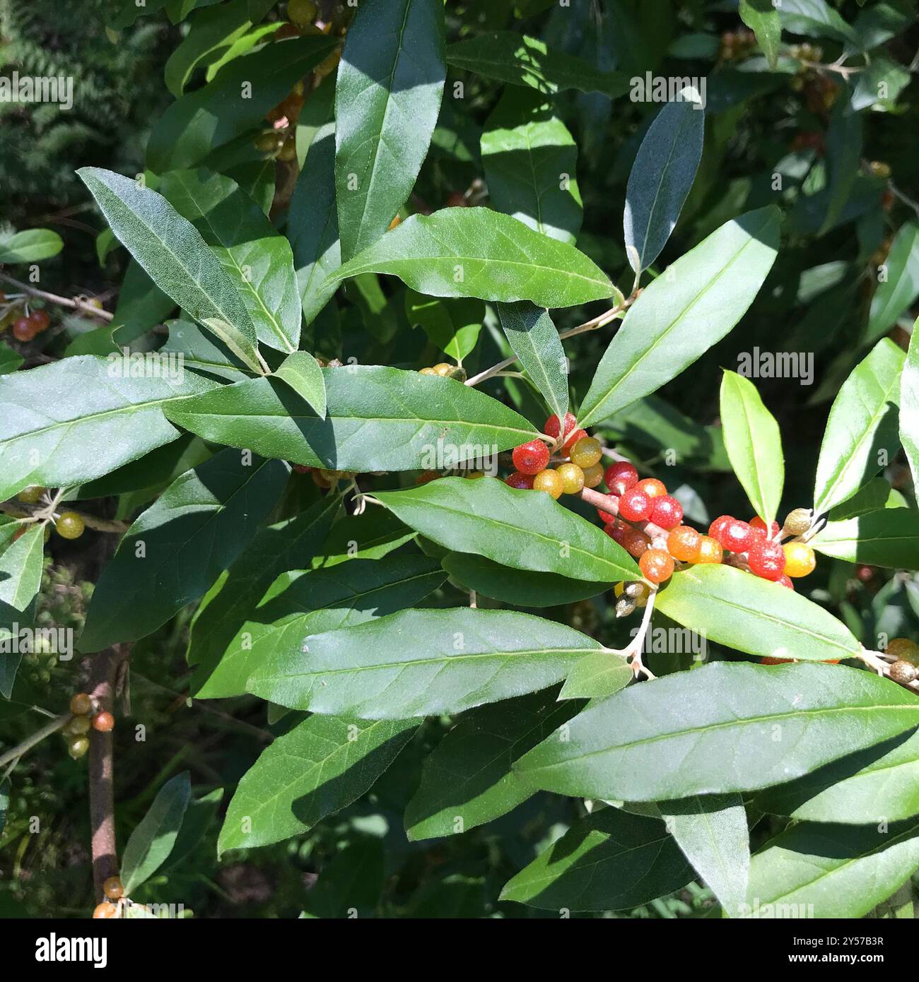 autumn olive (Elaeagnus umbellata) Plantae Stock Photo - Alamy
