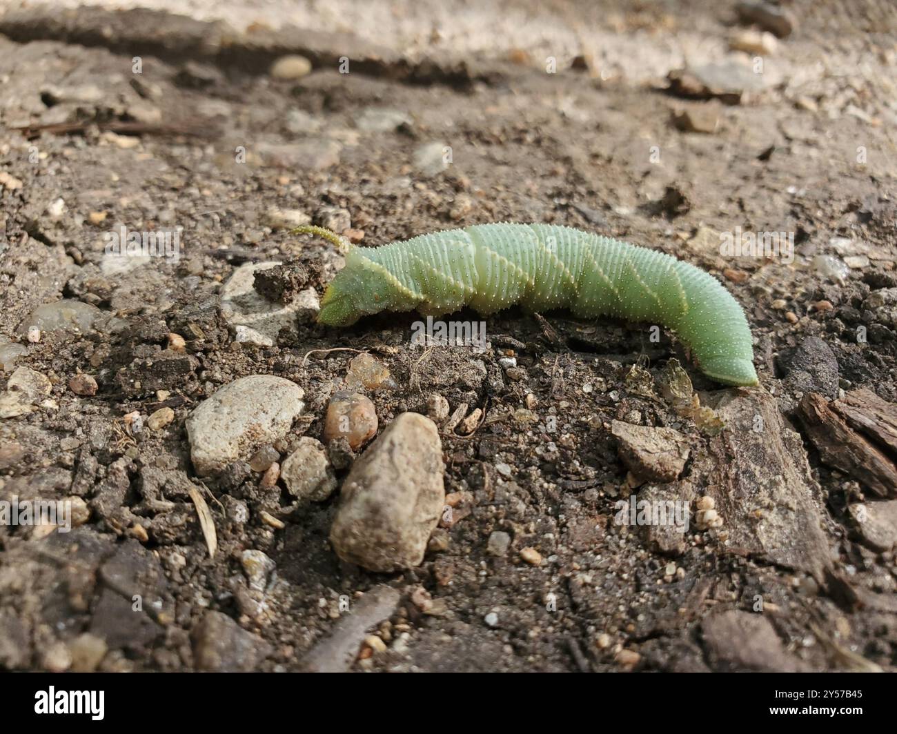 Walnut Sphinx (Amorpha juglandis) Insecta Stock Photo - Alamy