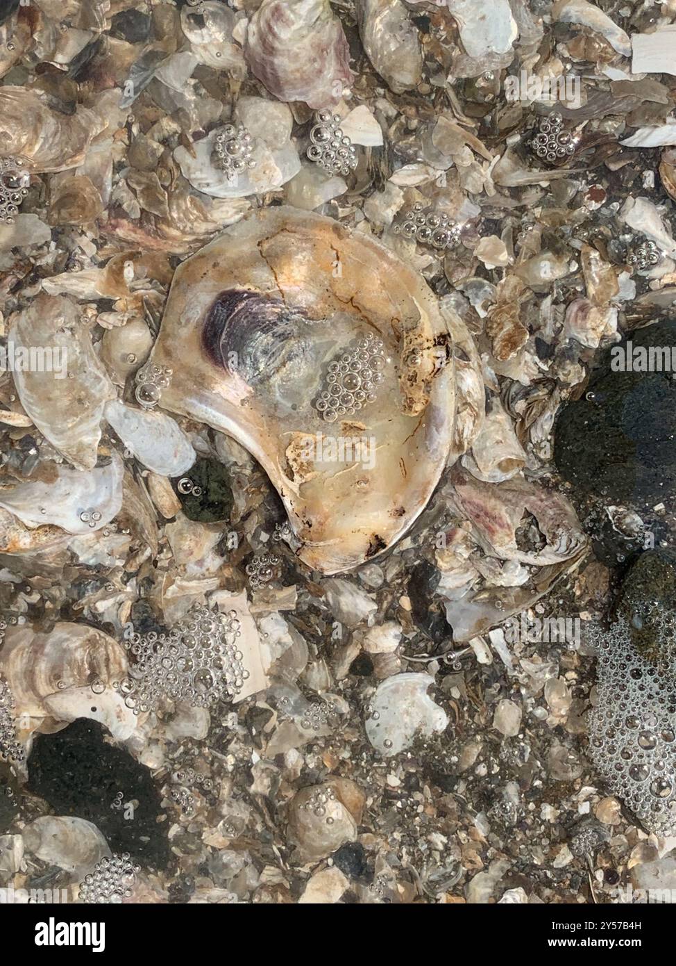 Eastern Oyster (Crassostrea virginica) Mollusca Stock Photo - Alamy