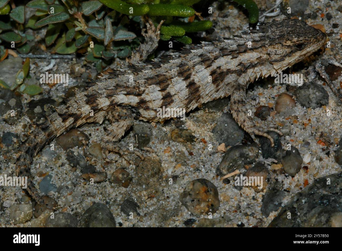 Large-scaled Girdled Lizard (Cordylus macropholis) Reptilia Stock Photo ...