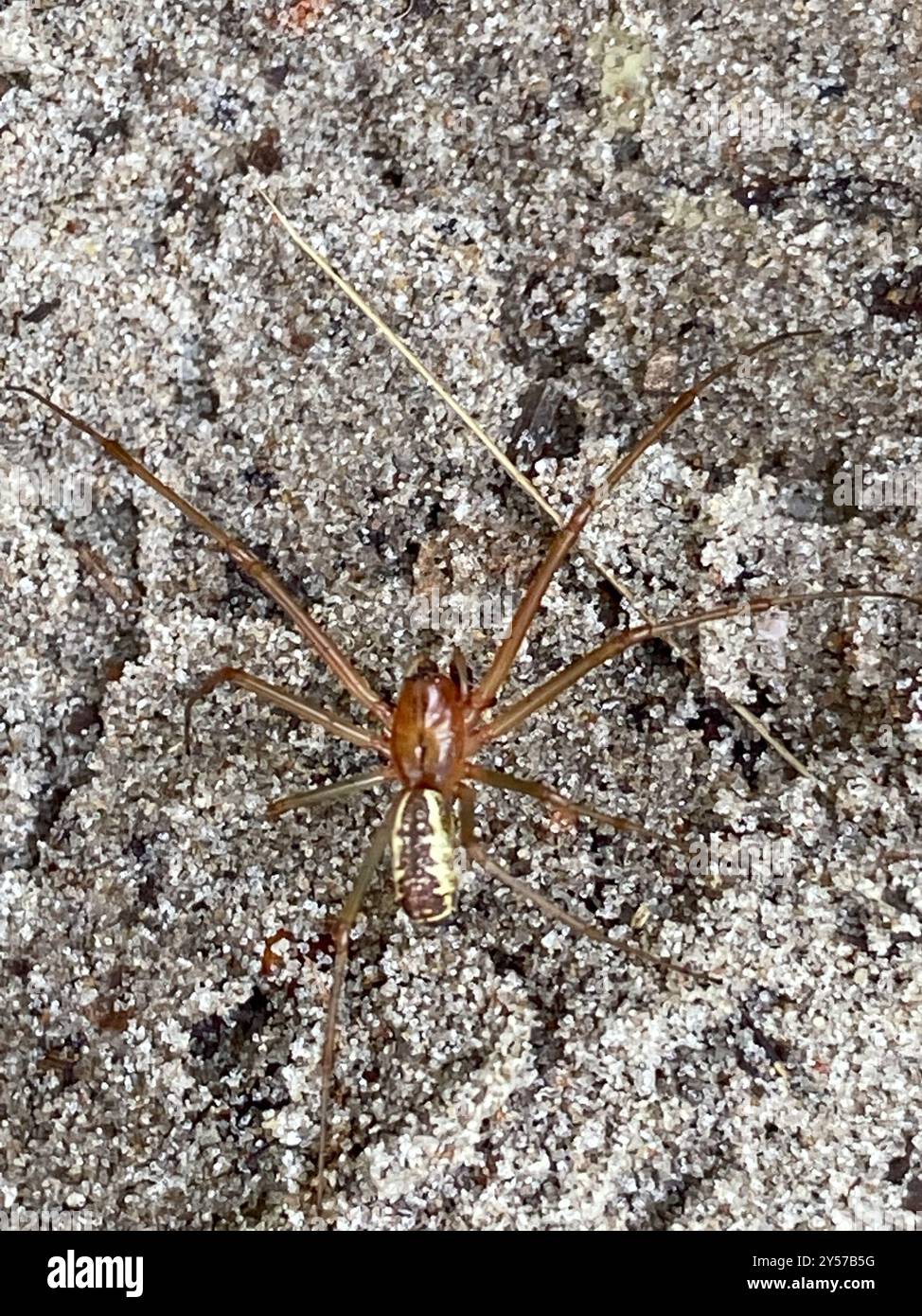 Sheetweb Spiders (Linyphia) Arachnida Stock Photo - Alamy