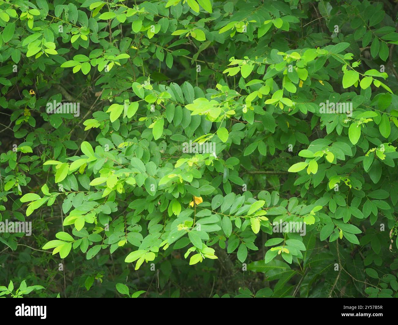 Pop-gun Seed (Bridelia tomentosa) Plantae Stock Photo - Alamy