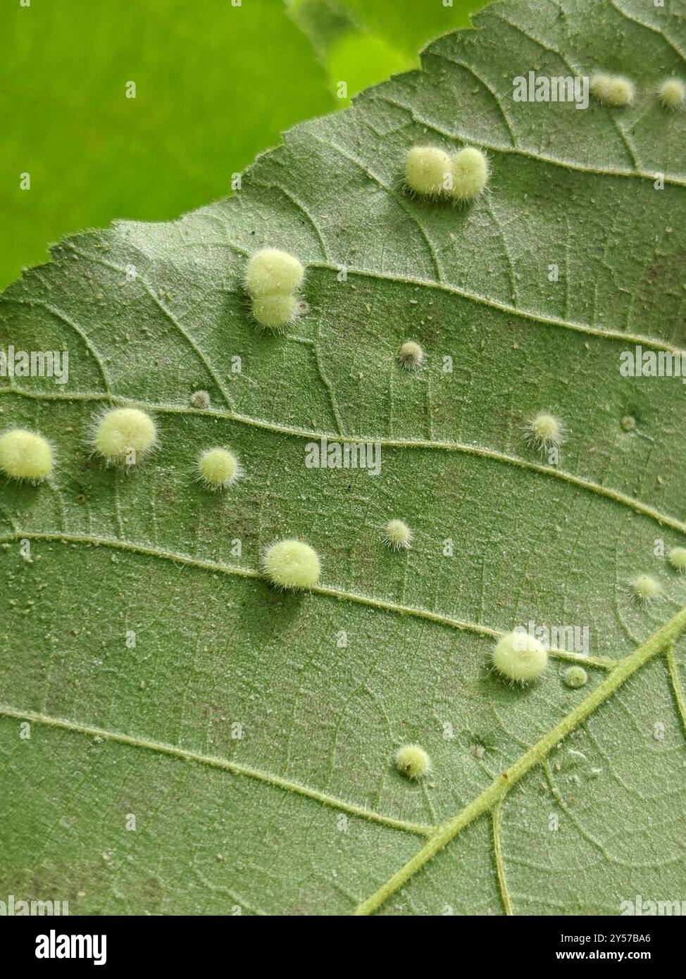 Hickory Placenta Gall Midge (Caryomyia thompsoni) Insecta Stock Photo ...