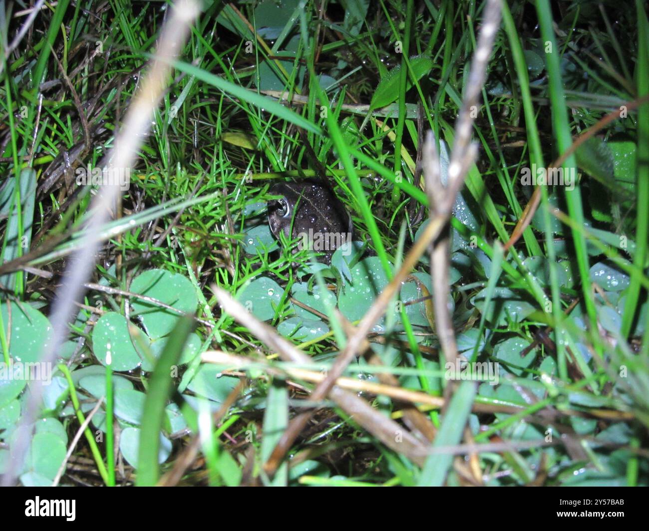 Sand Toad (Vandijkophrynus angusticeps) Amphibia Stock Photo - Alamy