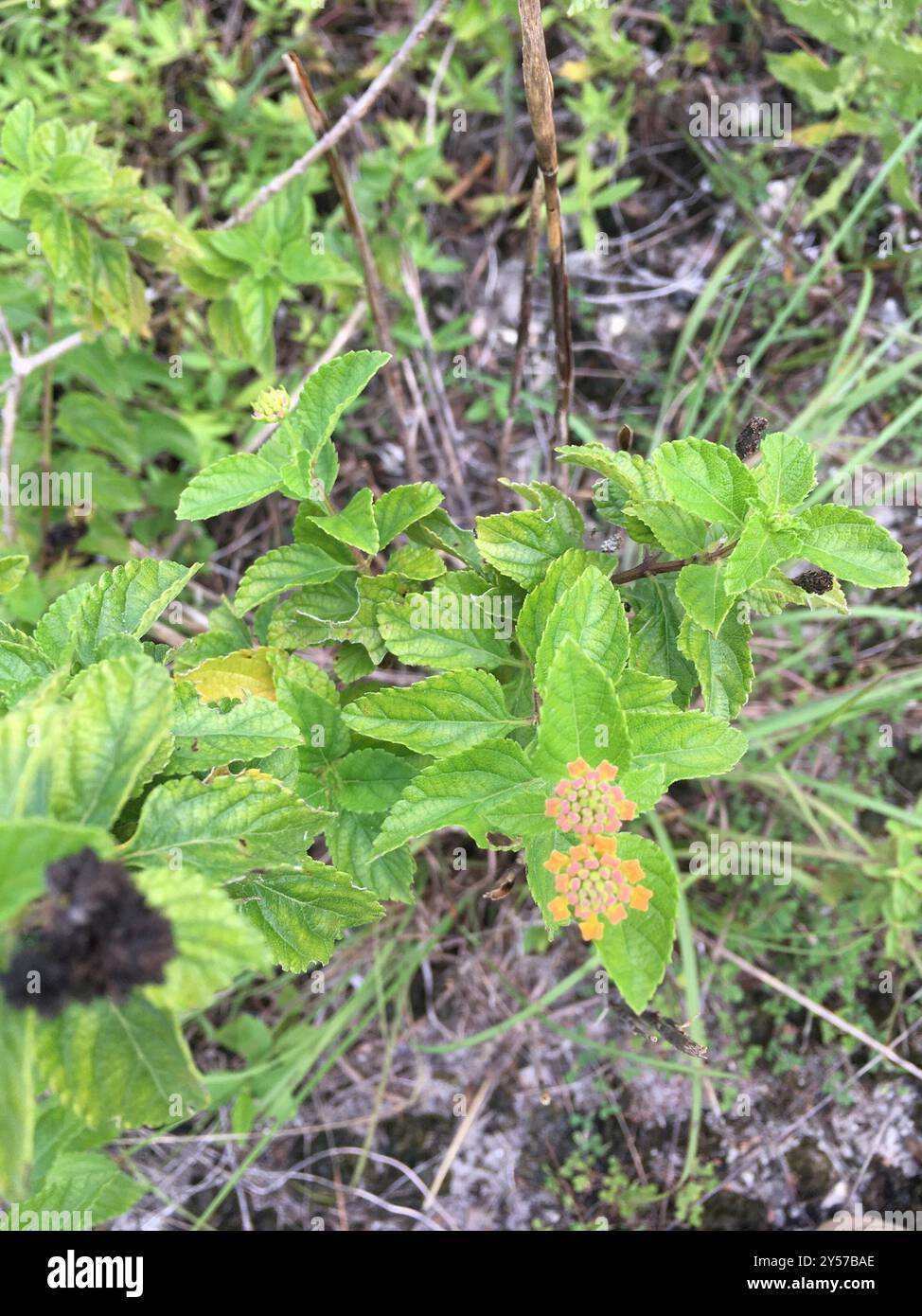 lantanas (Lantana) Plantae Stock Photo - Alamy
